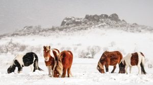 Ponies of the Grayson Highlands