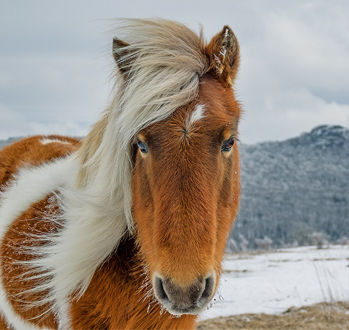 Ponies of the Grayson Highlands