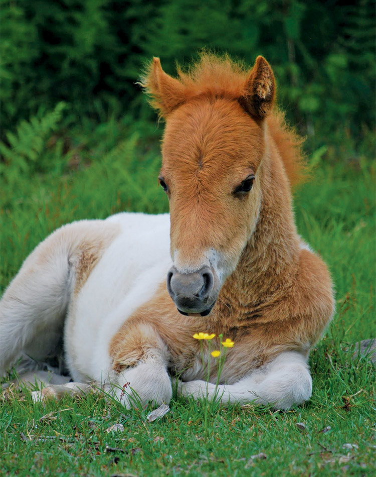Ponies of the Grayson Highlands