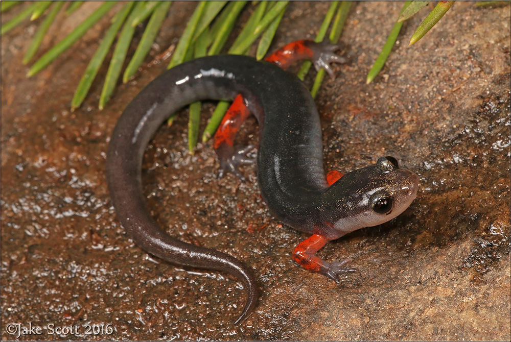 Lungless Salamanders, Shrinking Habitat